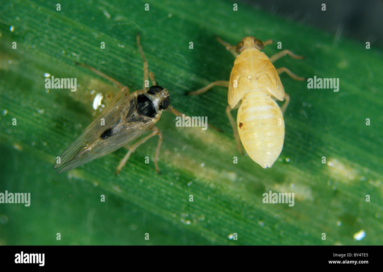 Small brown planthopper (Laodelphax striatellus) winged adult and nymph ...