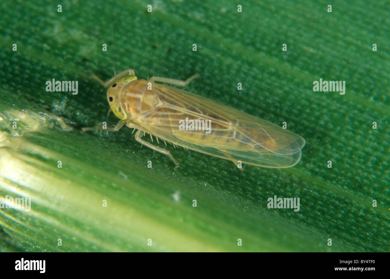 Corn leafhopper (Dalbulus maidis) adult on a maize leaf Stock Photo - Alamy