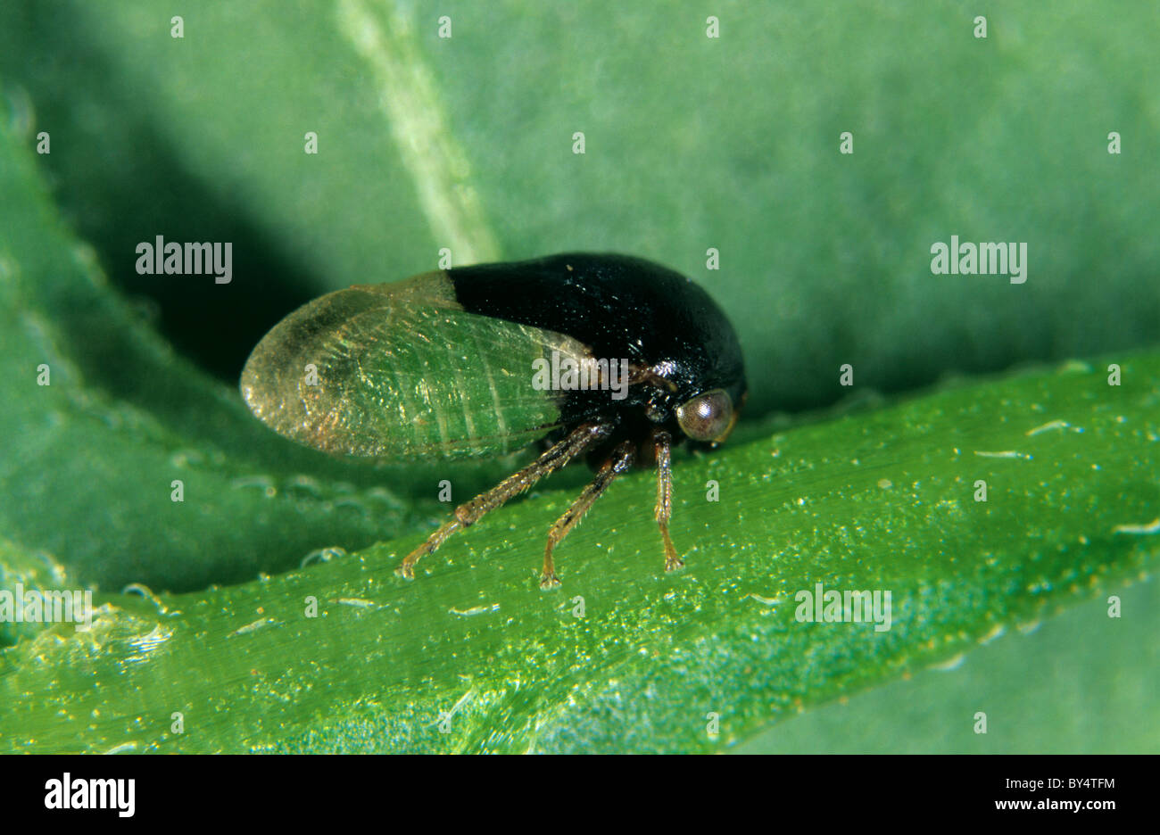 Tree hopper hi-res stock photography and images - Alamy
