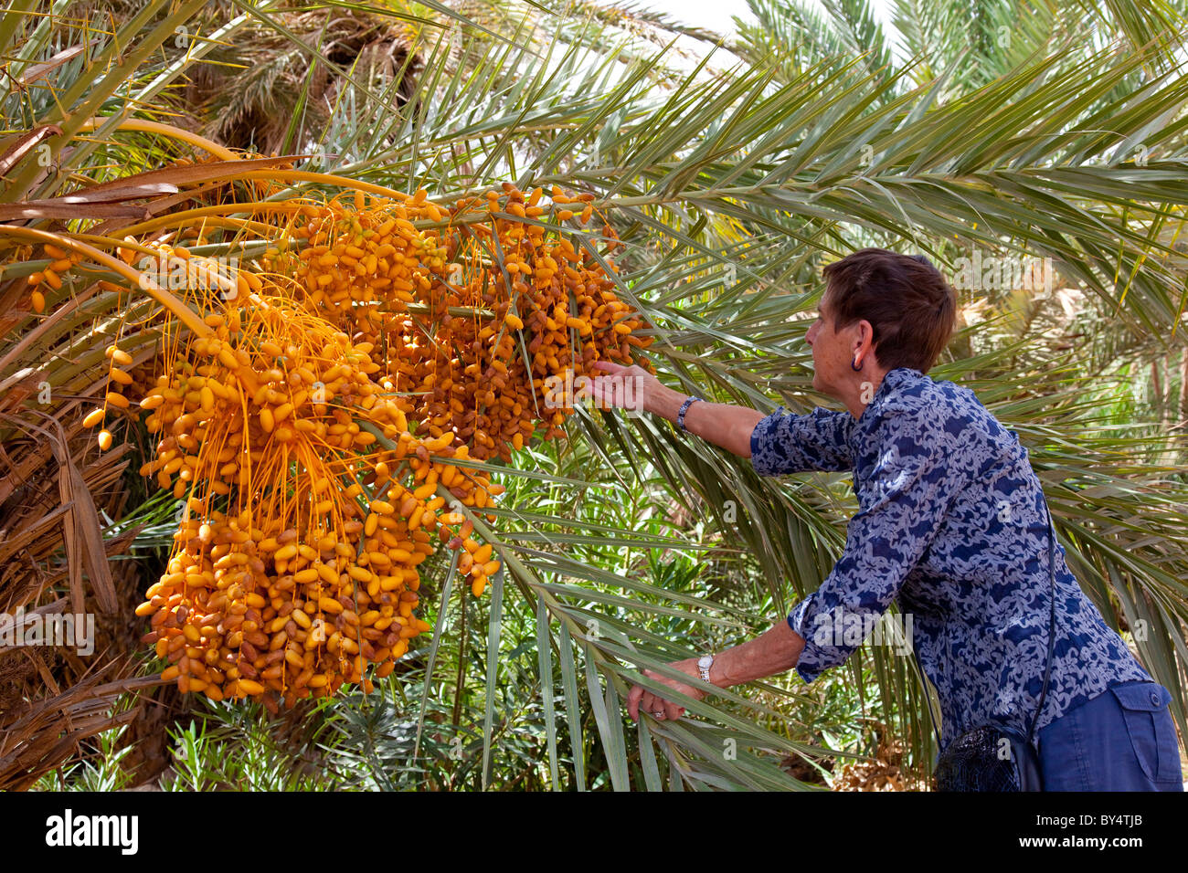 A female tourist picking dates in the date palm groves in the Draa ...