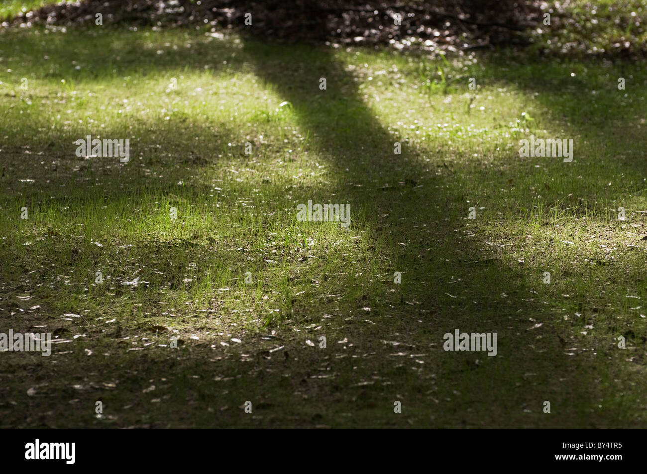 newly planted grass in yard Stock Photo - Alamy
