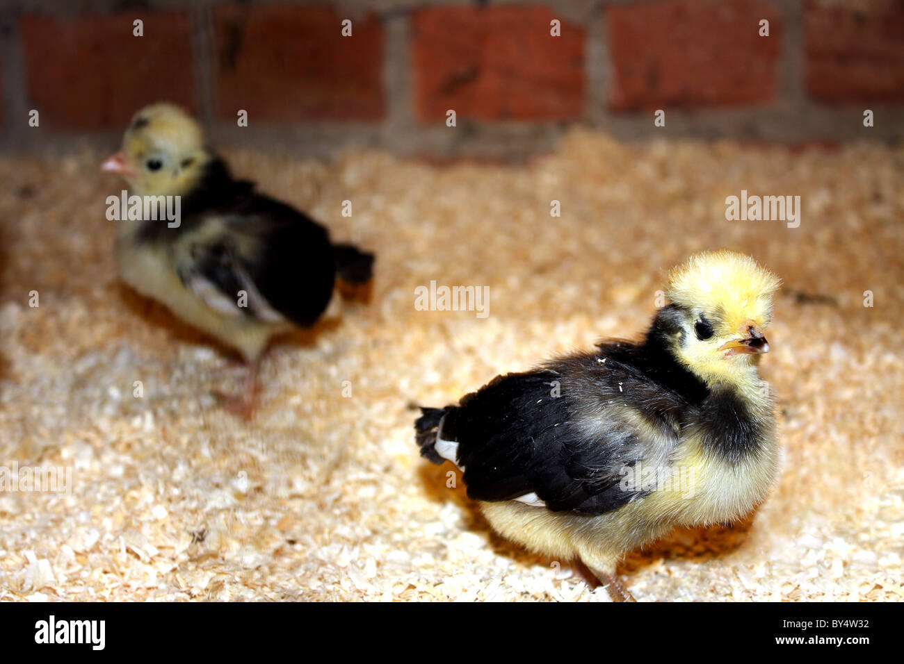 Two baby chicks Stock Photo - Alamy