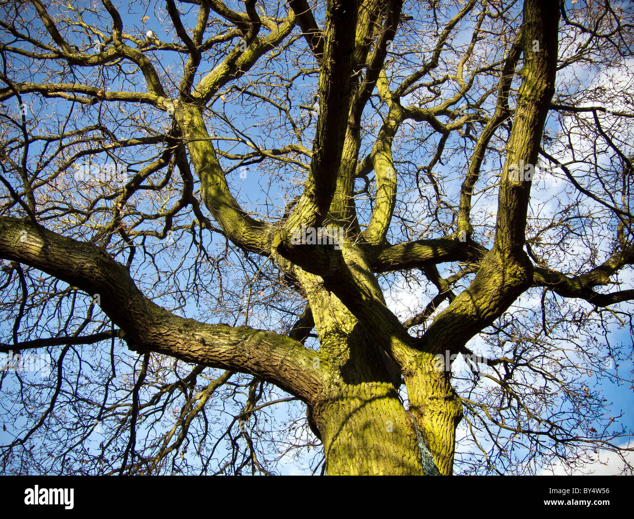 An Oak tree in winter sunshine against a blue sky Stock Photo - Alamy