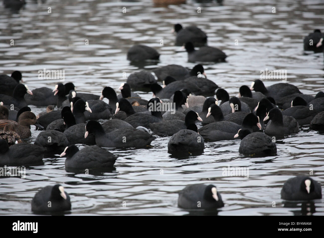 Coots swimming hi-res stock photography and images - Alamy