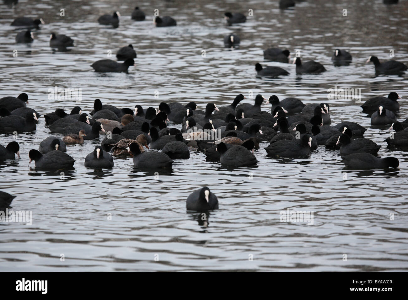Often swimming open water hi-res stock photography and images - Alamy