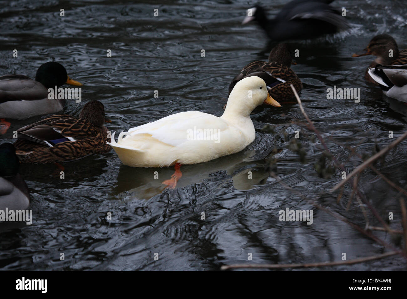 Aylesbury Duck with Mallard Ducks Stock Photo - Alamy