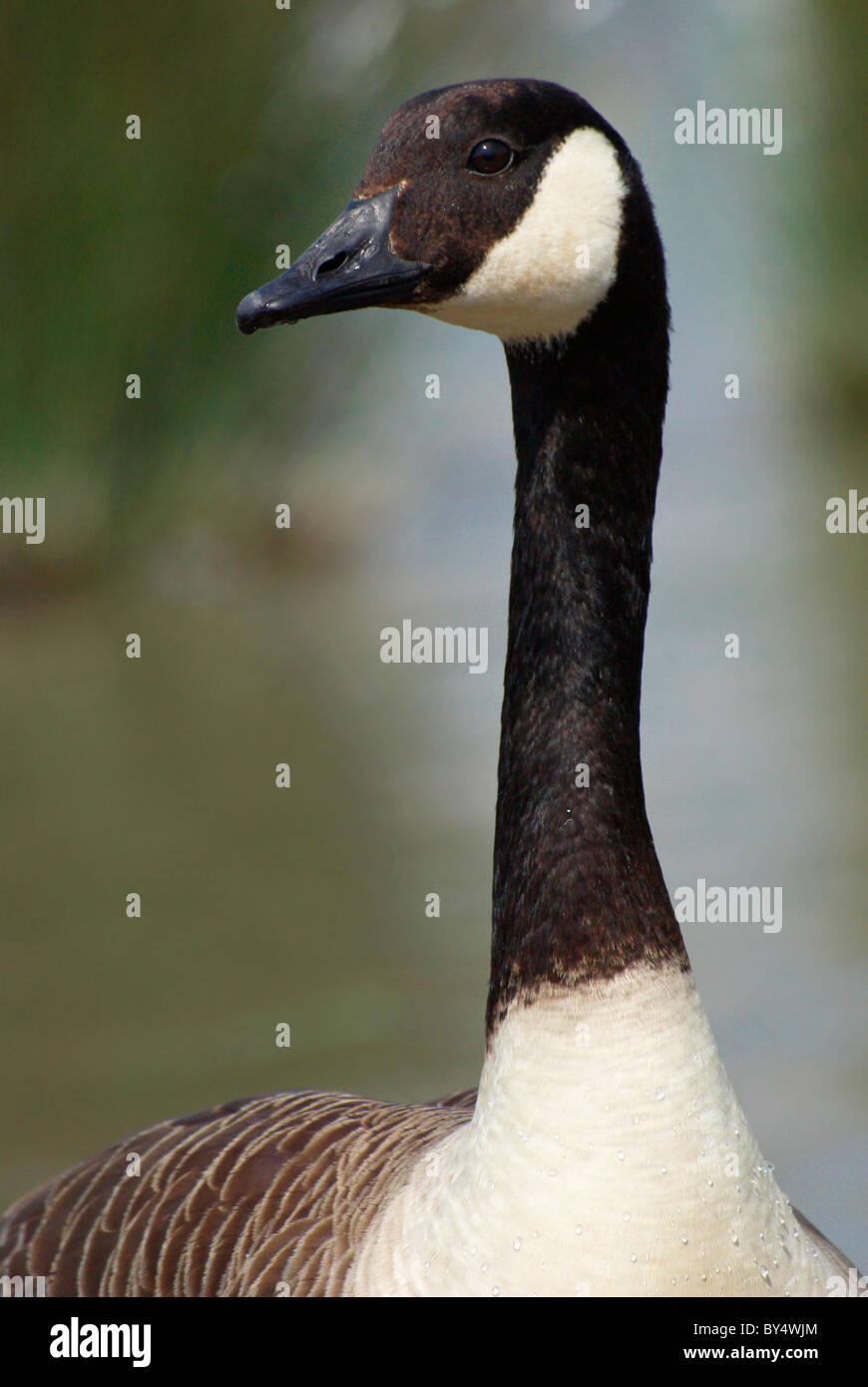 Close up of a Canada Goose Stock Photo - Alamy