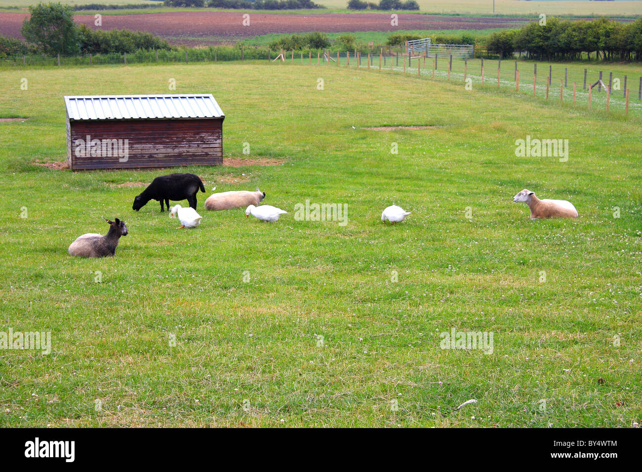 A group of farm animals including sheep beside a small barn in a field ...