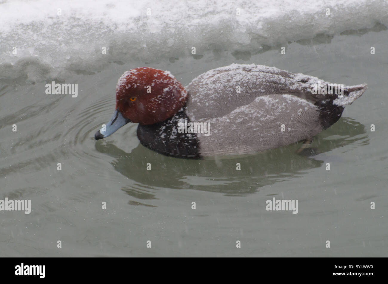 Male Redhead Duck High Resolution Stock Photography and Images - Alamy