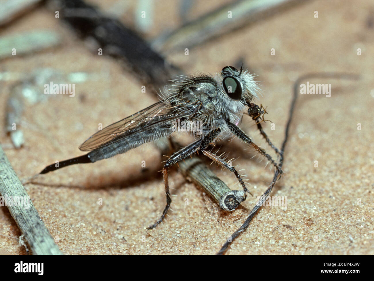 Robber fly (asilidae) with captured prey- a tiny fly, Utah US Stock ...