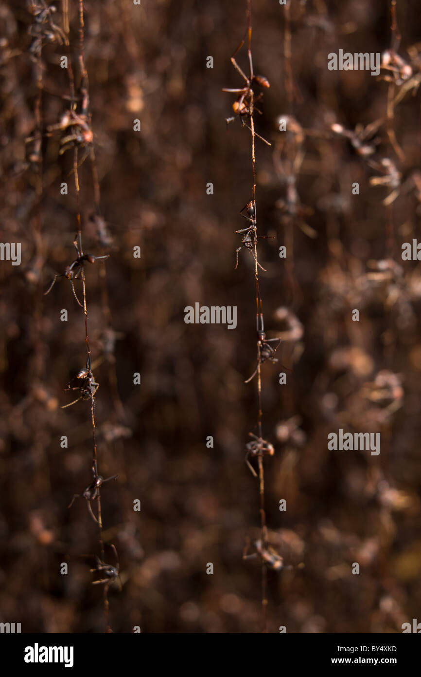 Eciton army ant bridge hi-res stock photography and images - Alamy