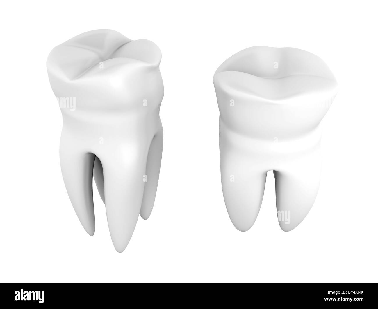 Two teeth Black and White Stock Photos & Images - Alamy