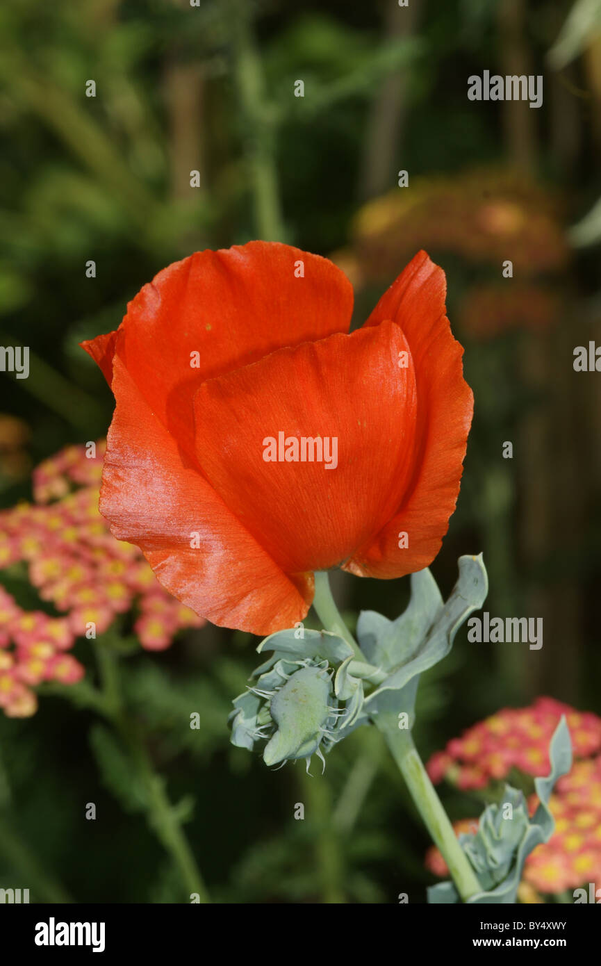 Orange horned poppy hi-res stock photography and images - Alamy