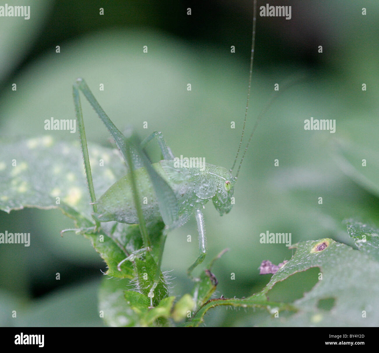 Katydid leaf mimic insect costa hi-res stock photography and images - Alamy