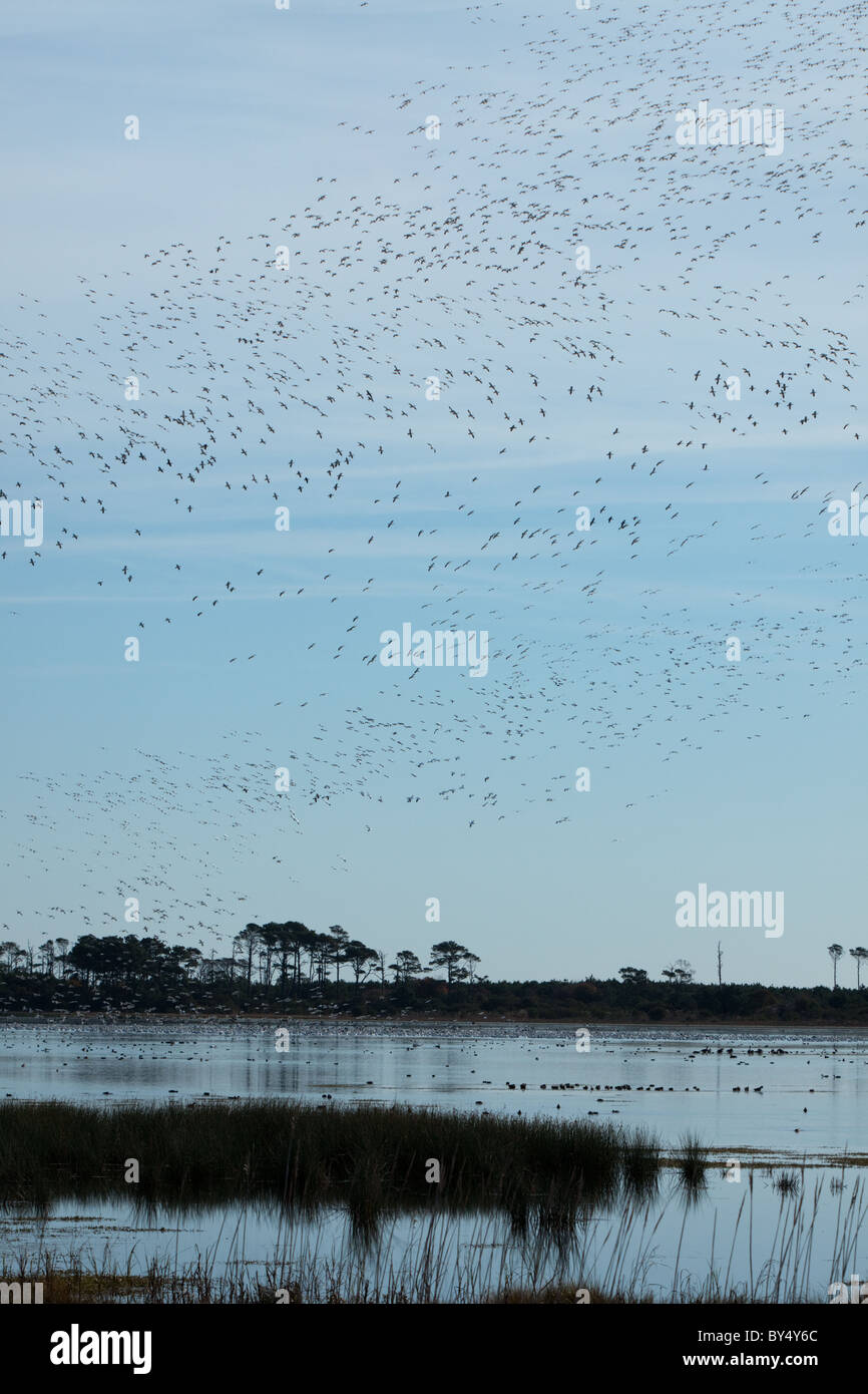 Thousands of snow geese land in tornado-like formation on the waters of ...