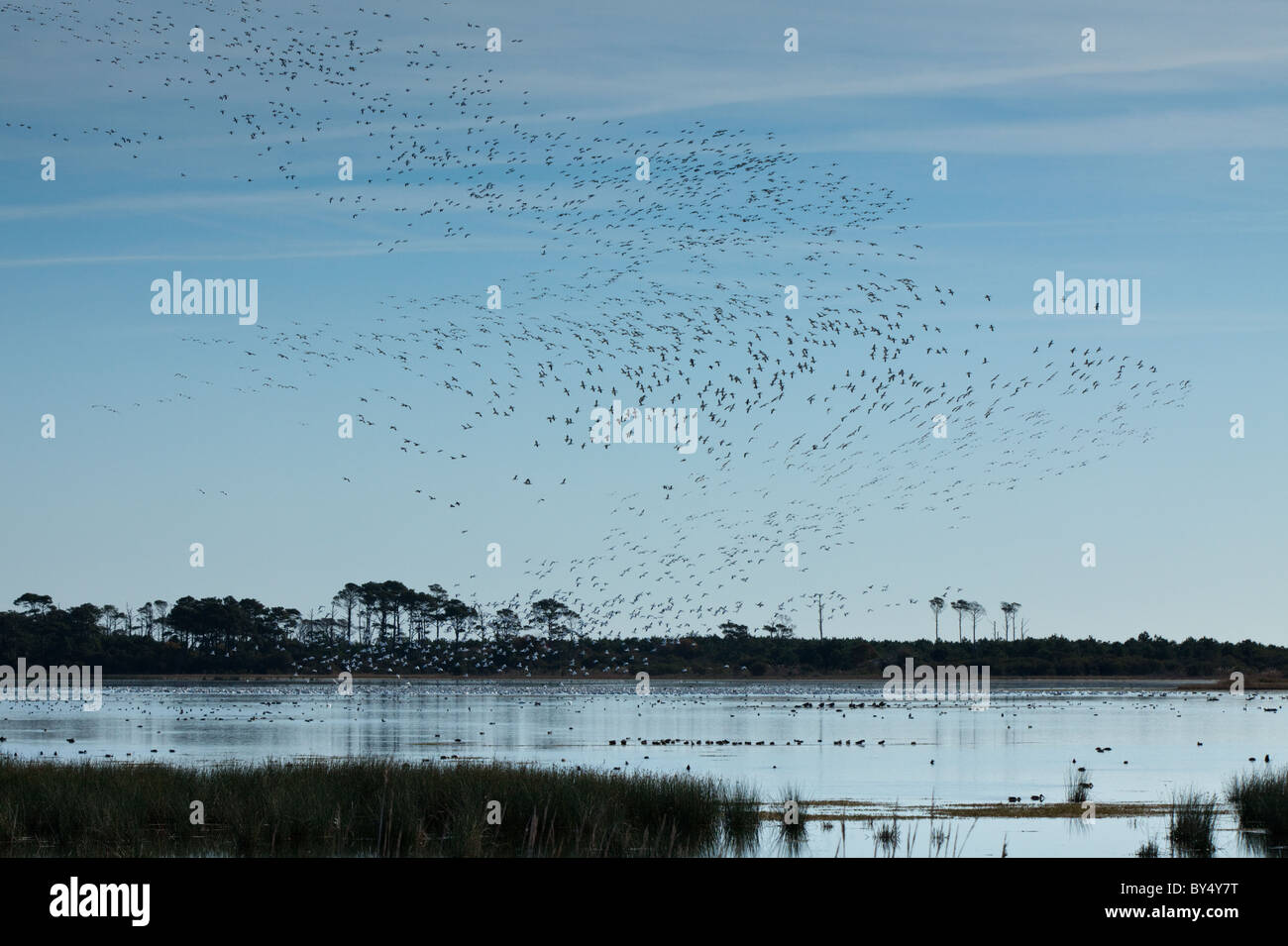 Thousands of snow geese land in tornado-like formation on the waters of ...