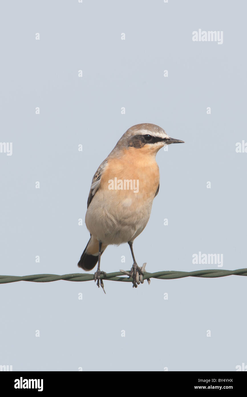 Male northern wheatear hi-res stock photography and images - Alamy