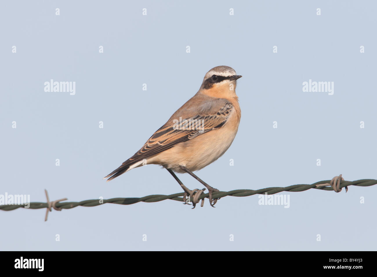 Male northern wheatear hi-res stock photography and images - Alamy