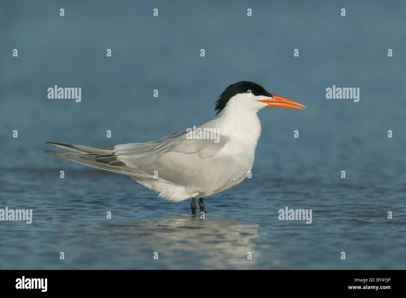 Royal Tern (Sterna maxima) standing in shallow water Stock Photo - Alamy