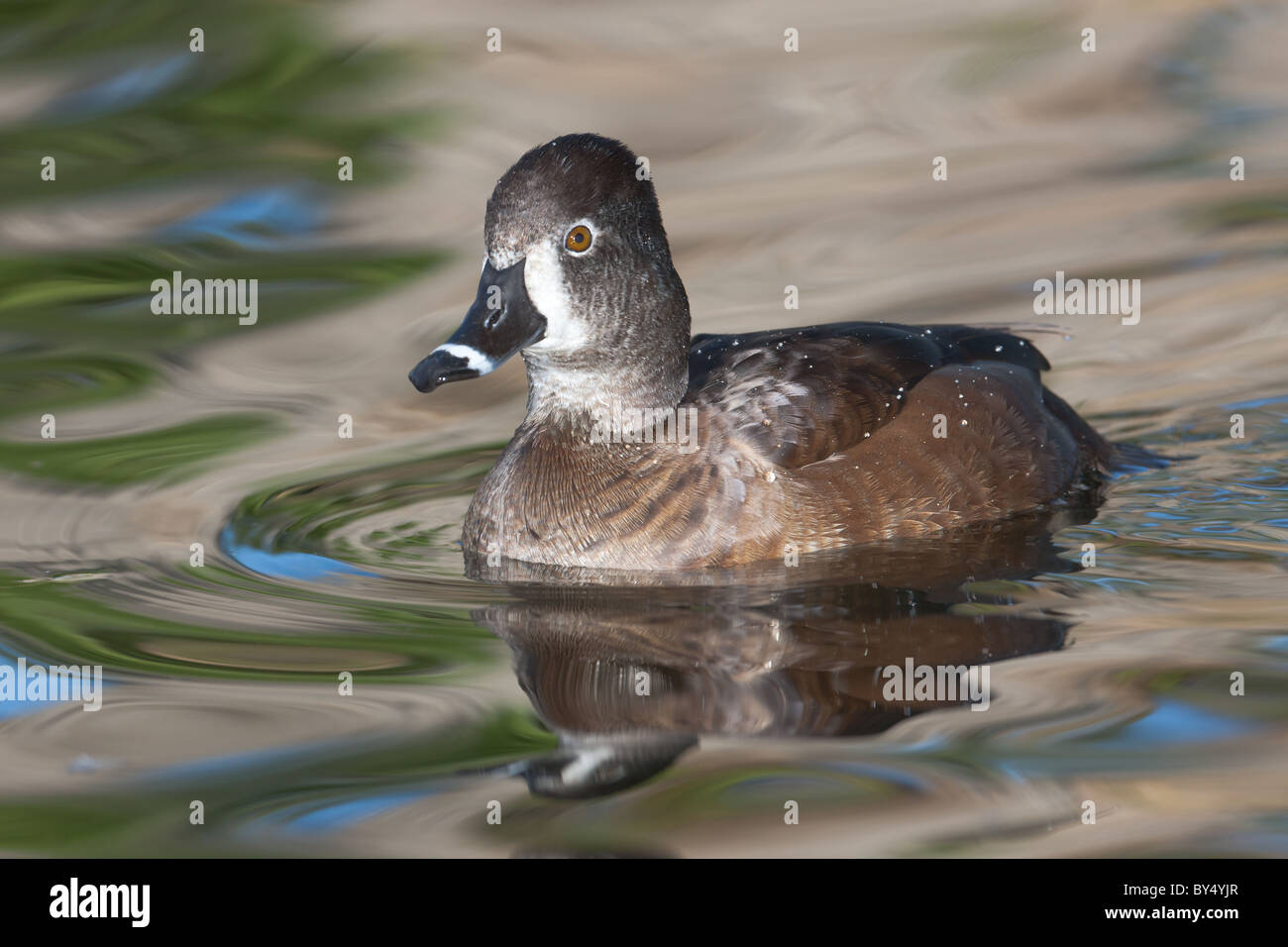 Ring-necked Duck (Aythya collaris) - Female Stock Photo - Alamy