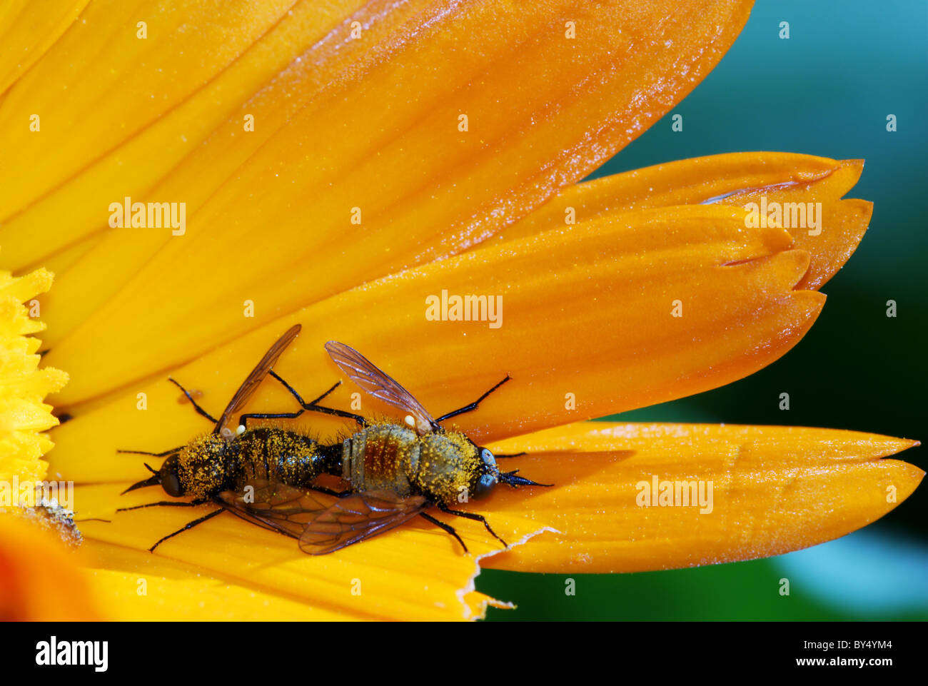 Pair of bugs on a bright orange calendula flower Stock Photo - Alamy