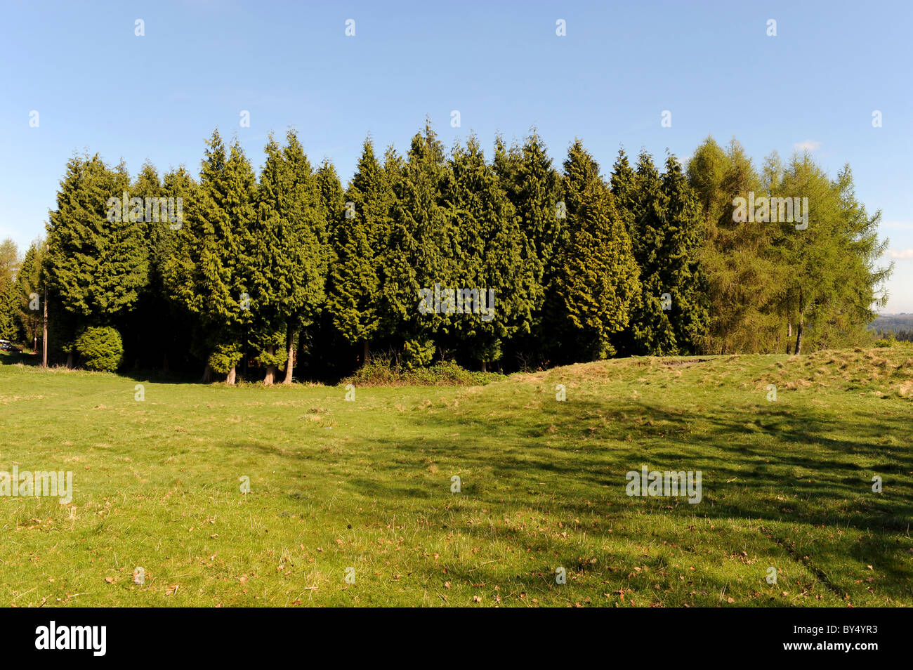 Conifer trees hi-res stock photography and images - Alamy