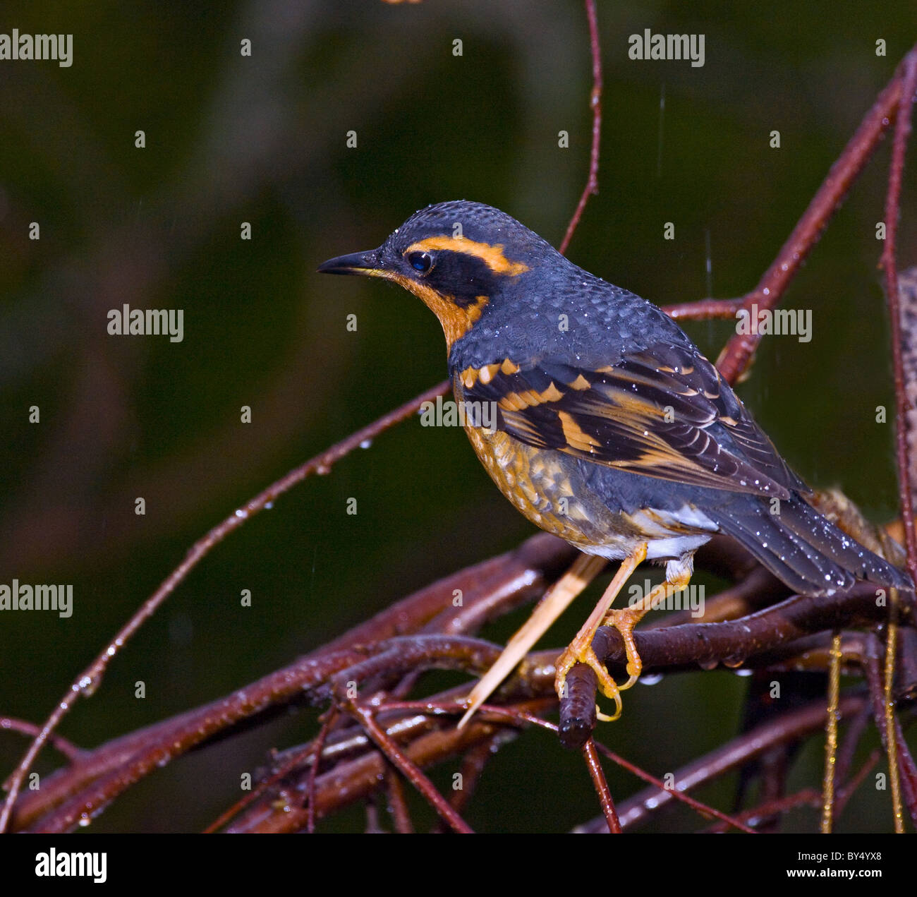 Naevius hi-res stock photography and images - Alamy