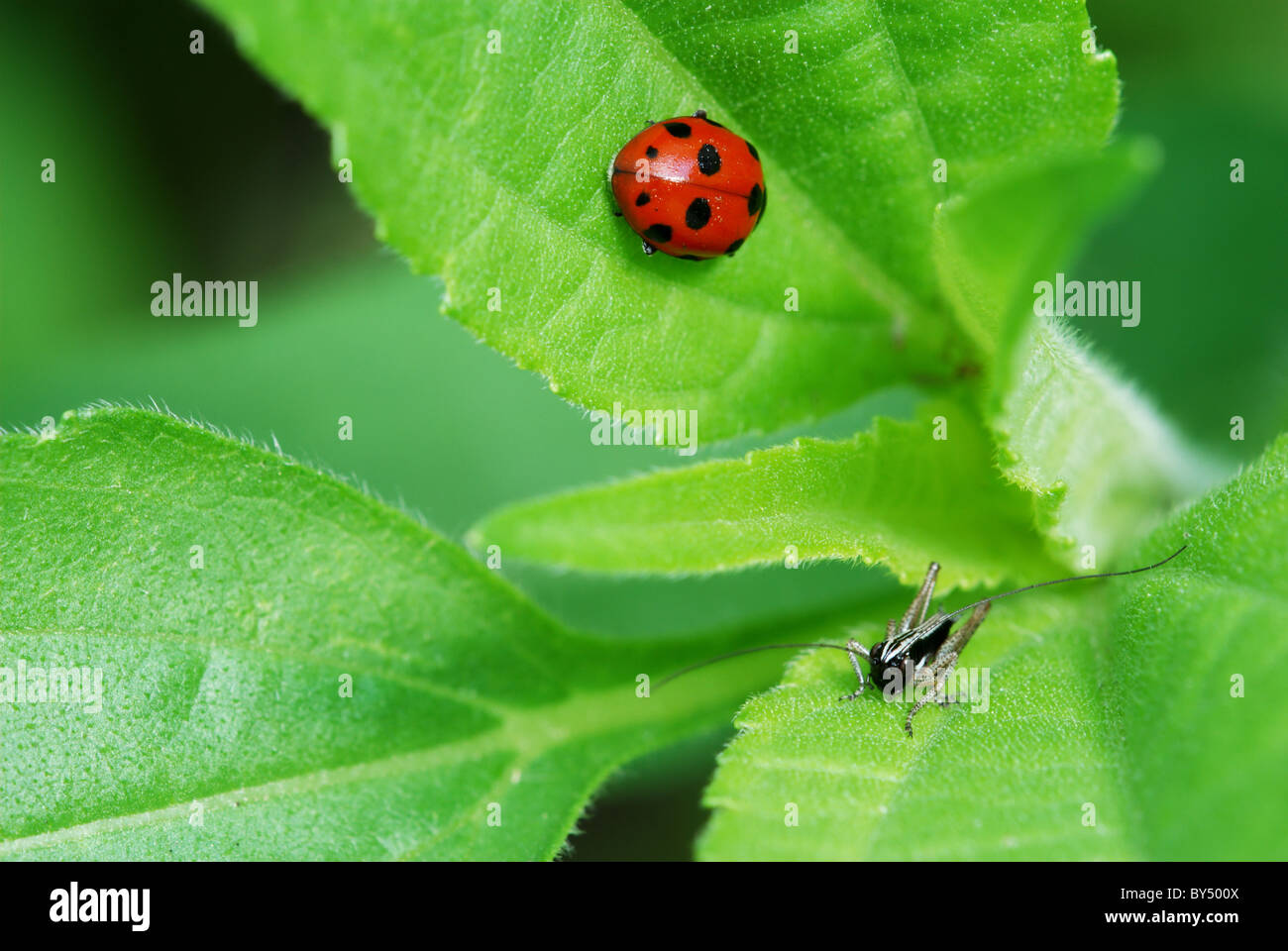 Little grasshopper and ladybug on fresh green leaves Stock Photo - Alamy