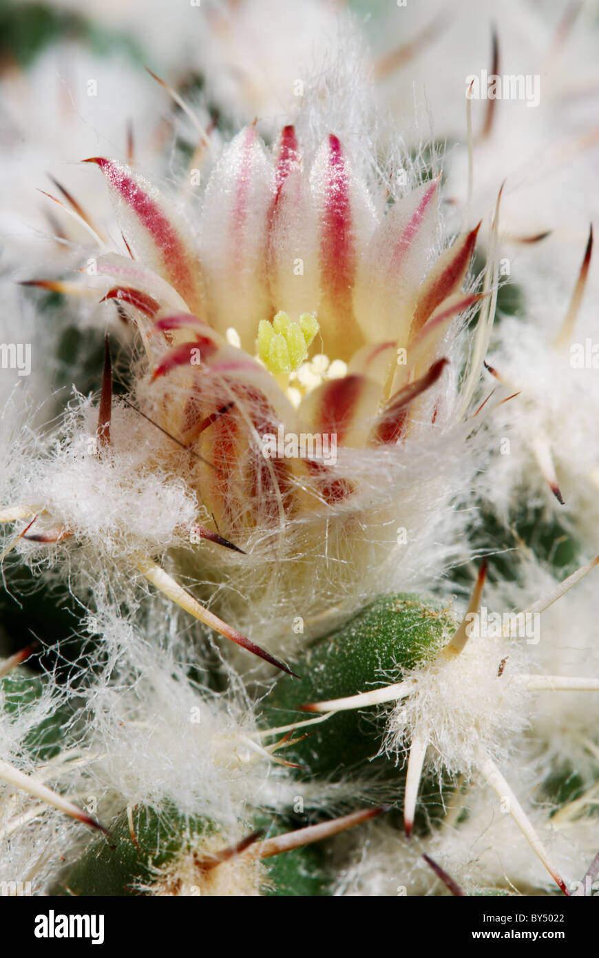 Detail of a small pale pink Mammillaria cactus flower Stock Photo - Alamy