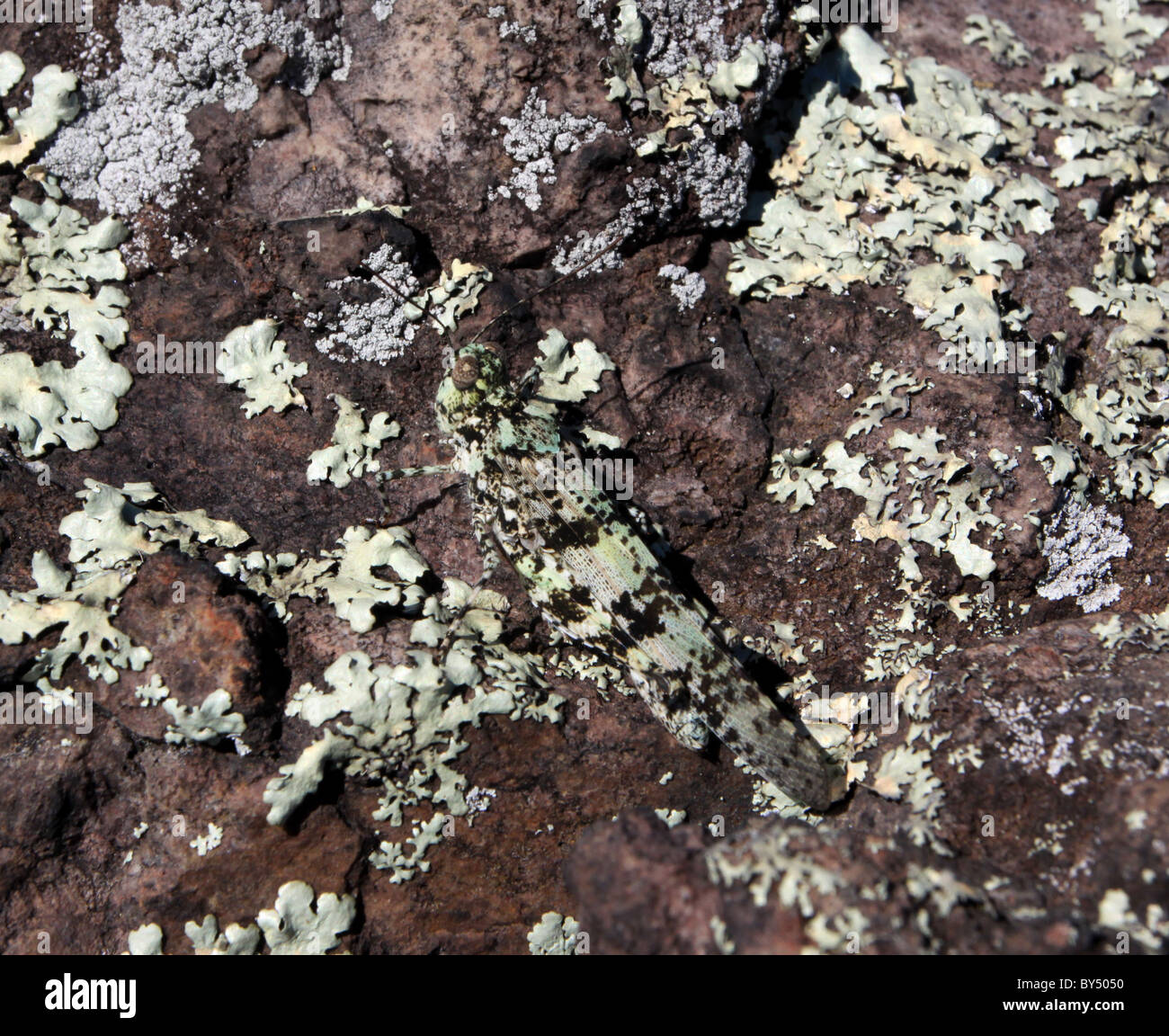 Lichen adaptation hi-res stock photography and images - Alamy