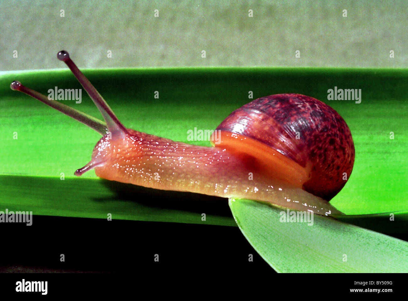 Helix aspersa, known by the common name garden snail, is a species of ...