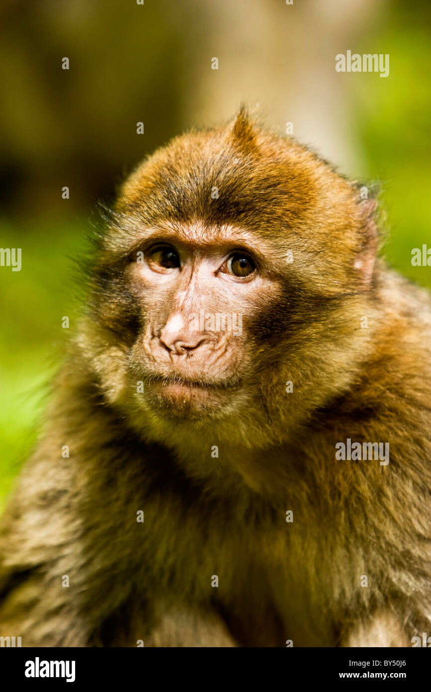 Barbary macaques monkeys Stock Photo - Alamy