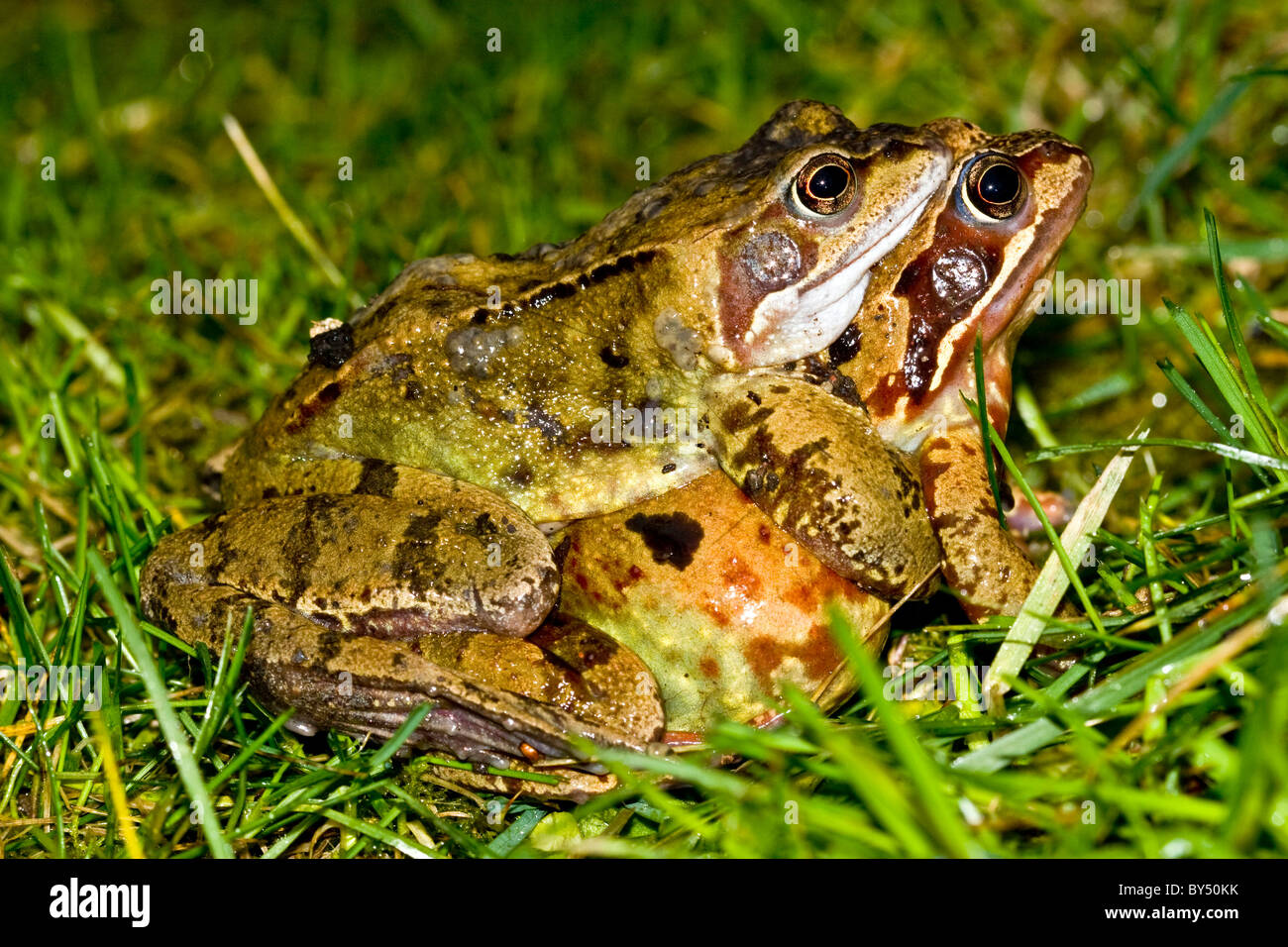 Mating frogs hi-res stock photography and images - Alamy