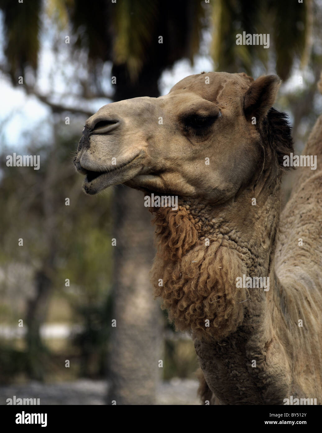 A camel poses at the Miami MetroZoo in Miami, Florida Stock Photo - Alamy