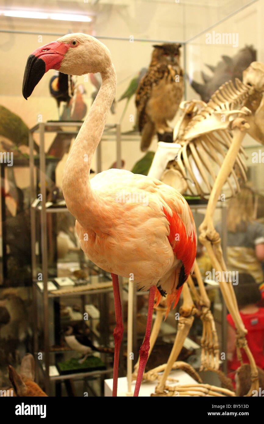 A stuffed dead flamingo bird as a museum piece or hunters trophy Stock ...