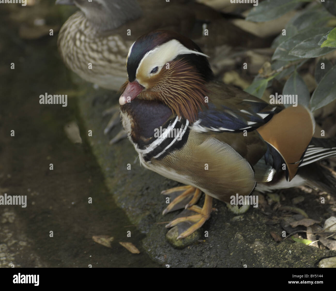 A male Mandarin duck perches on the edge of a pond Stock Photo - Alamy