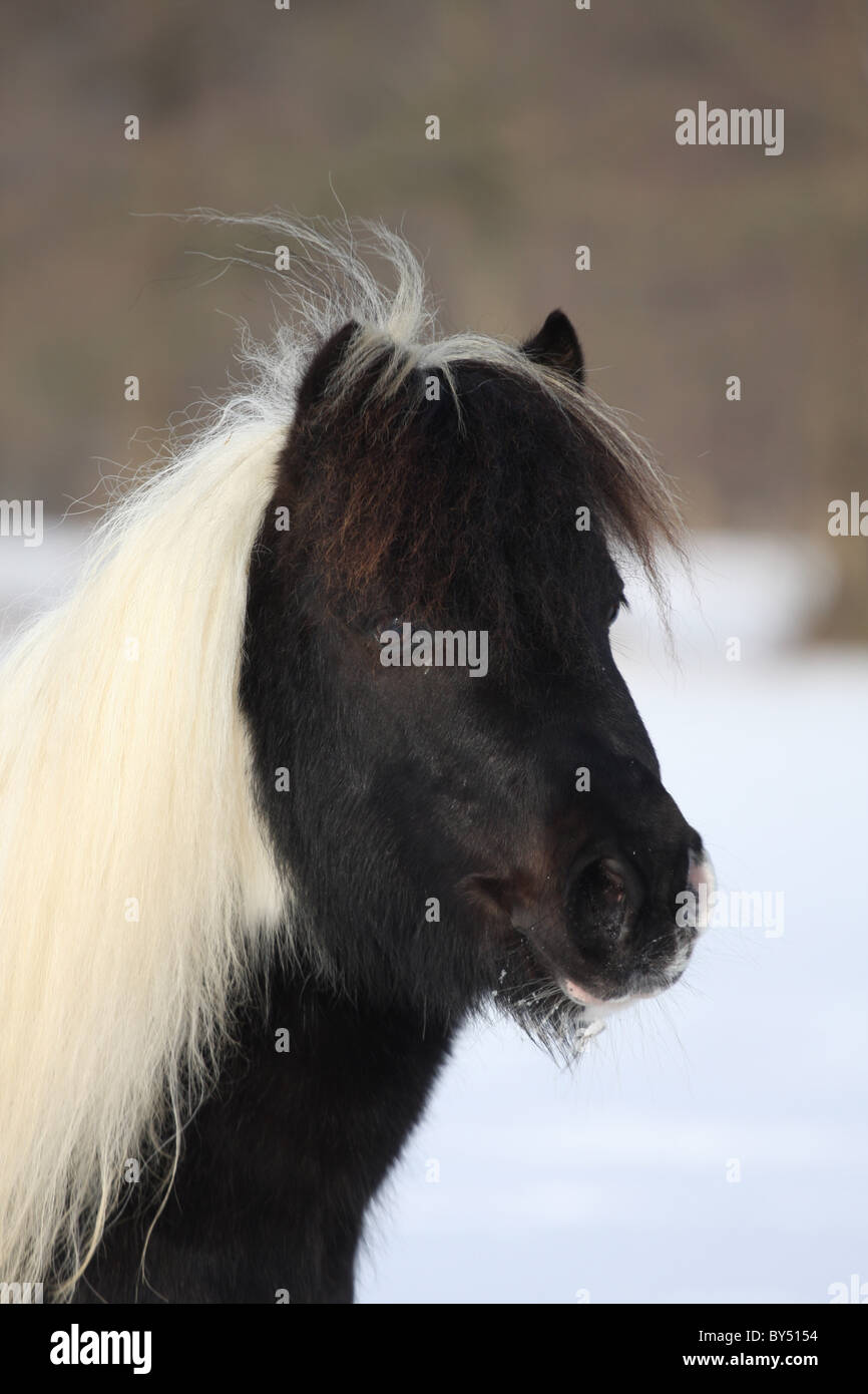 Shetland Pony Portrait Stock Photo - Alamy