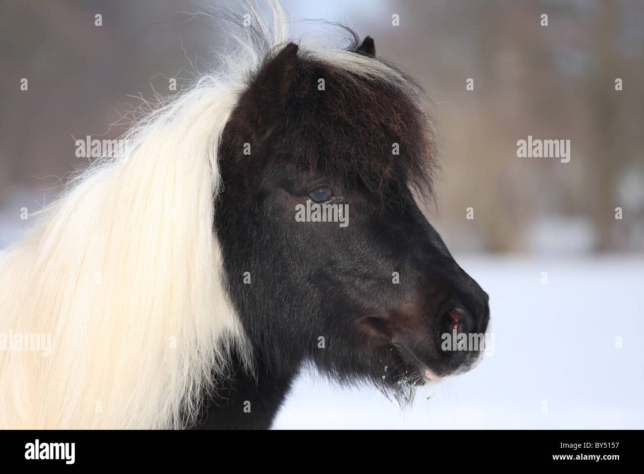 Shetland Pony Portrait Stock Photo - Alamy