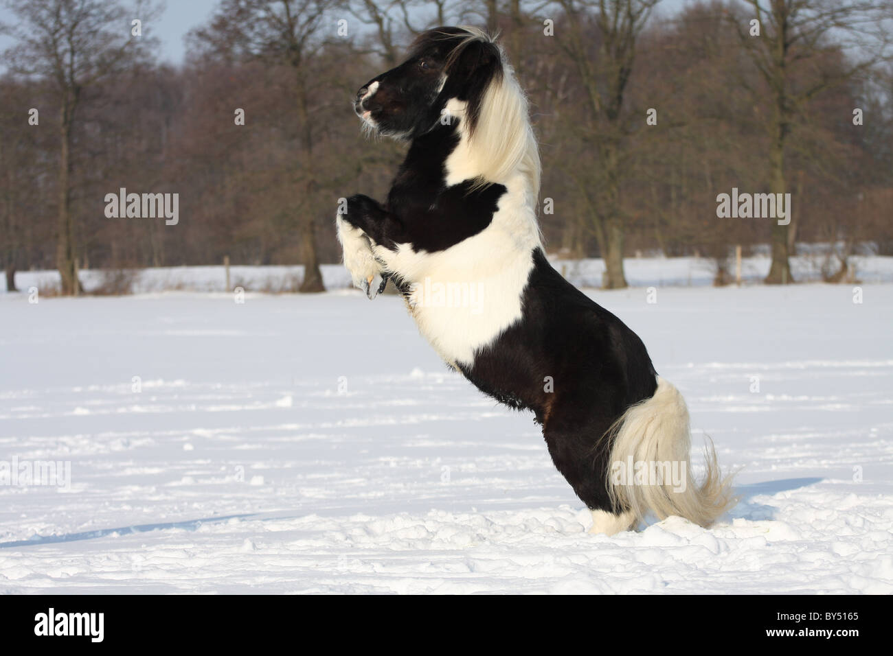 rearing up Shetland Pony Stock Photo - Alamy