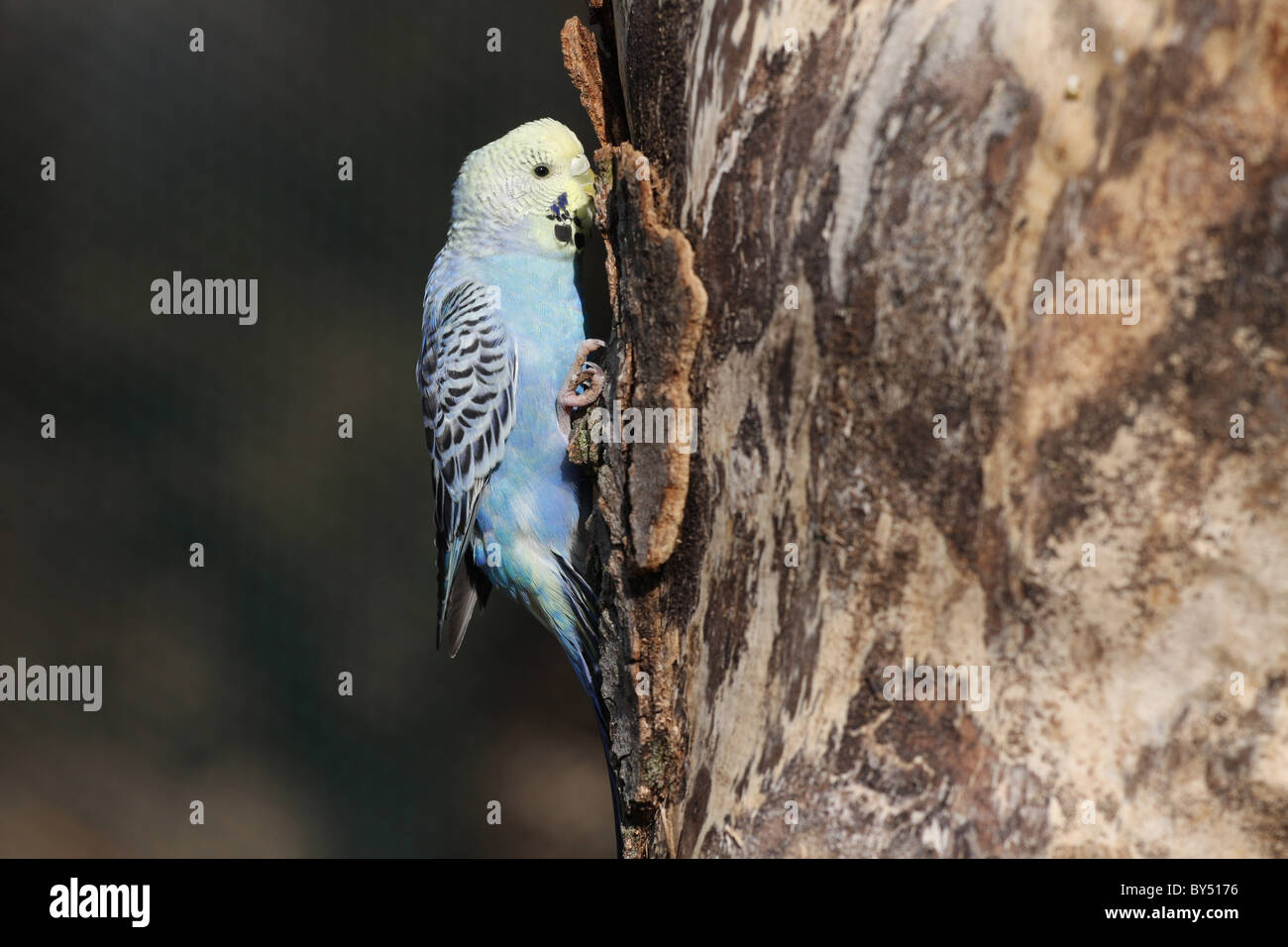 One blue budgie hi-res stock photography and images - Alamy