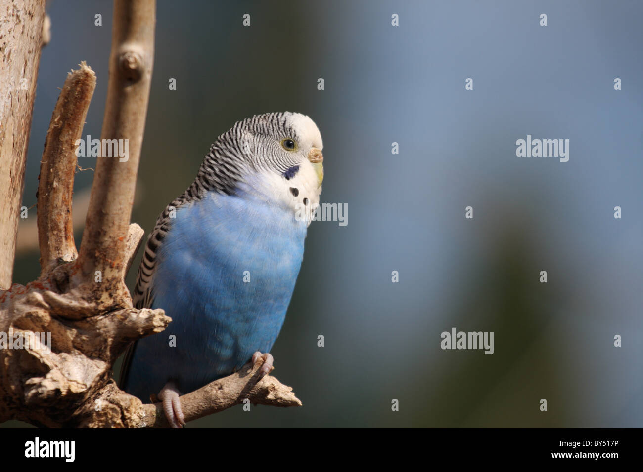 Blue budgies hi-res stock photography and images - Alamy