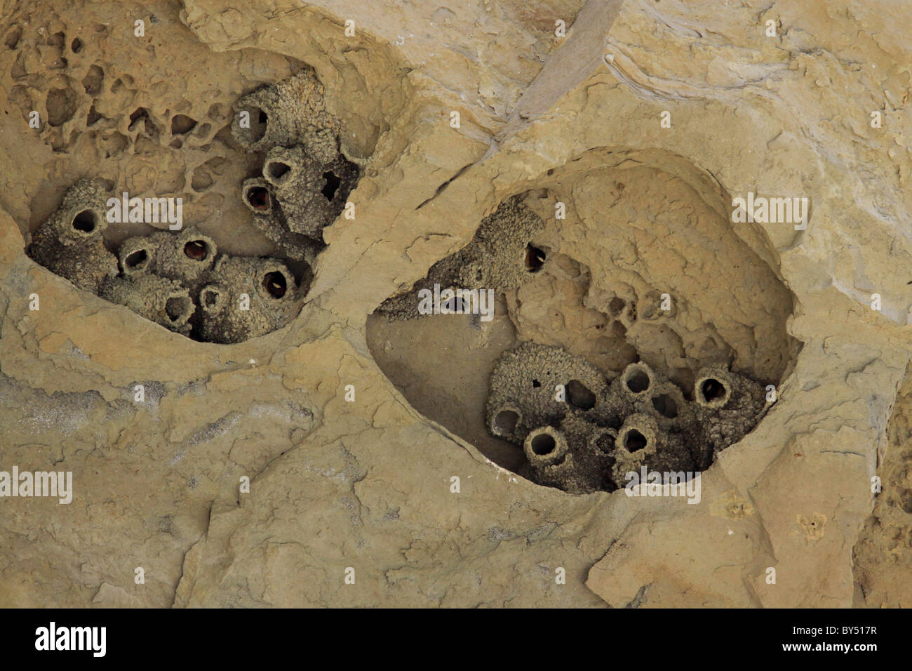 cliff swallow nest Sugar Creek Turkey Run State Park Indiana Stock ...