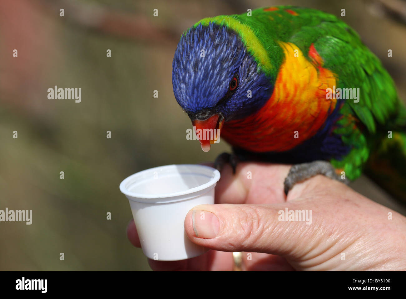 Lory eat hi-res stock photography and images - Alamy