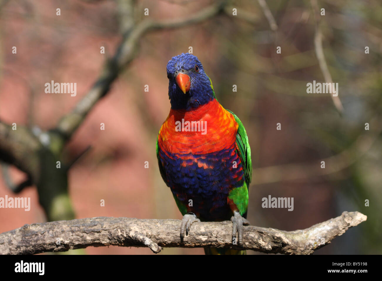 Lories hi-res stock photography and images - Alamy