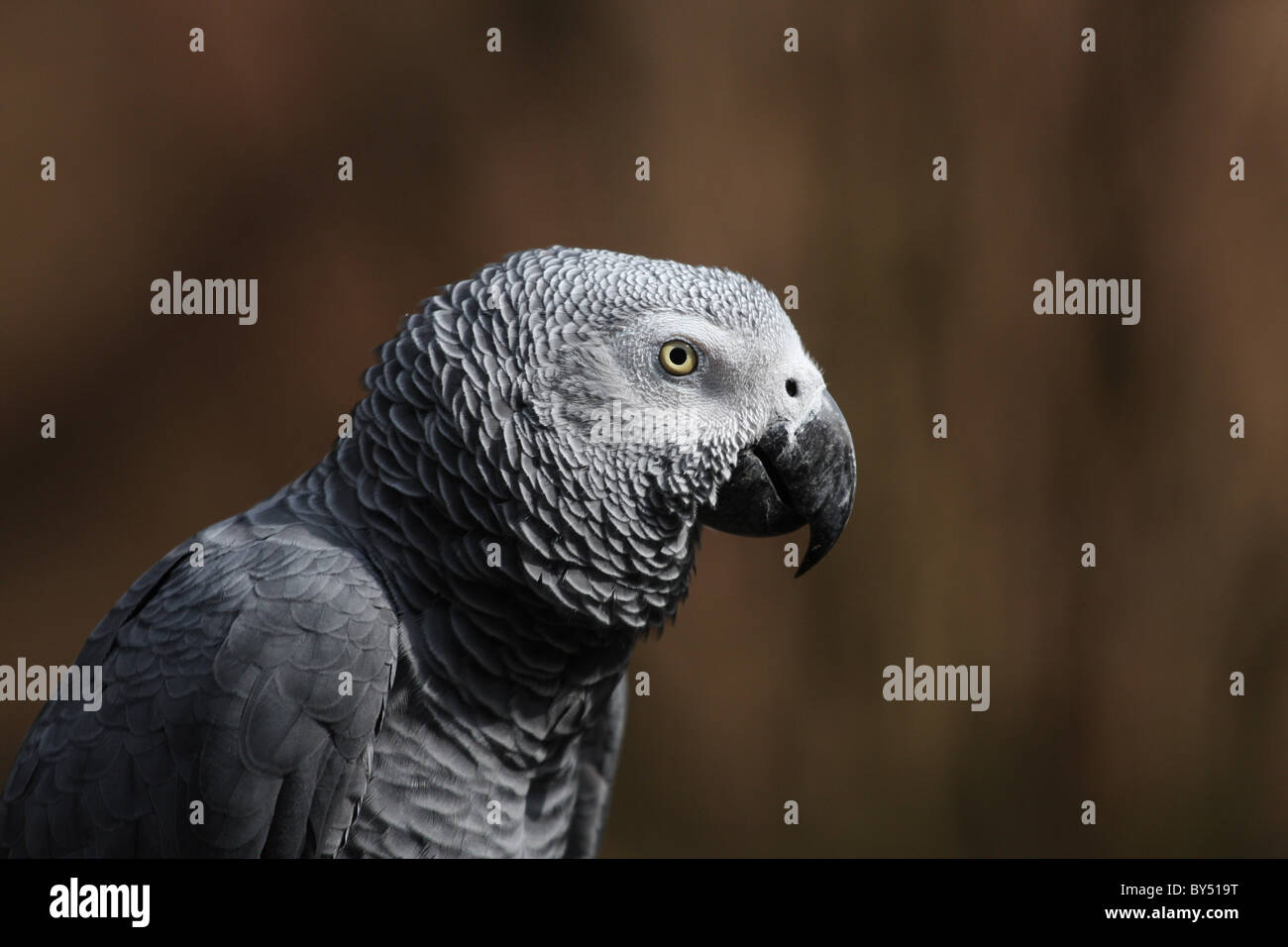 grey parrot portrait Stock Photo - Alamy