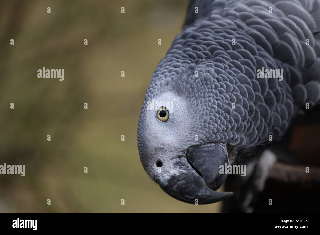 grey parrot portrait Stock Photo - Alamy