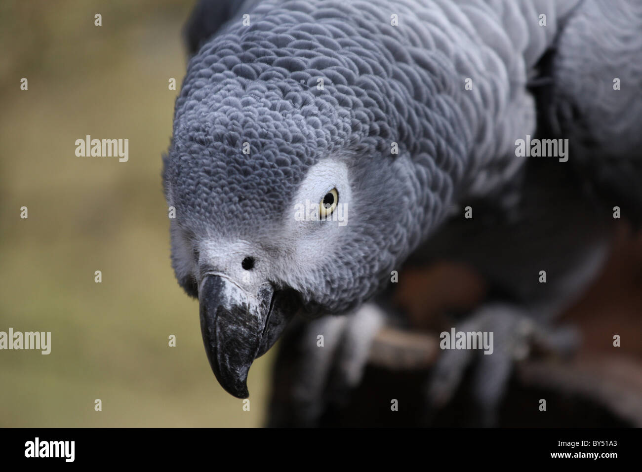 grey parrot portrait Stock Photo - Alamy