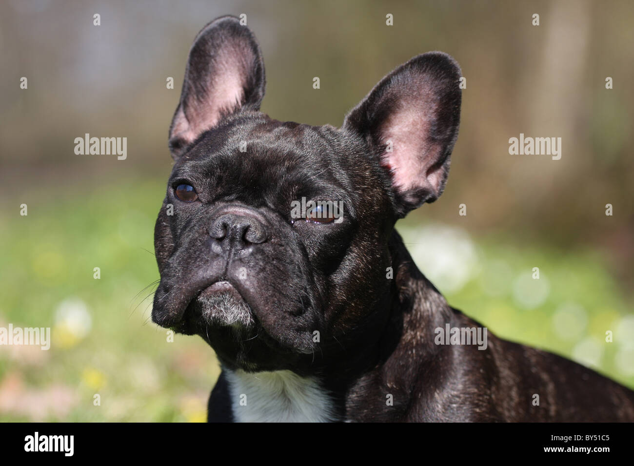French Bulldog Portrait Stock Photo - Alamy