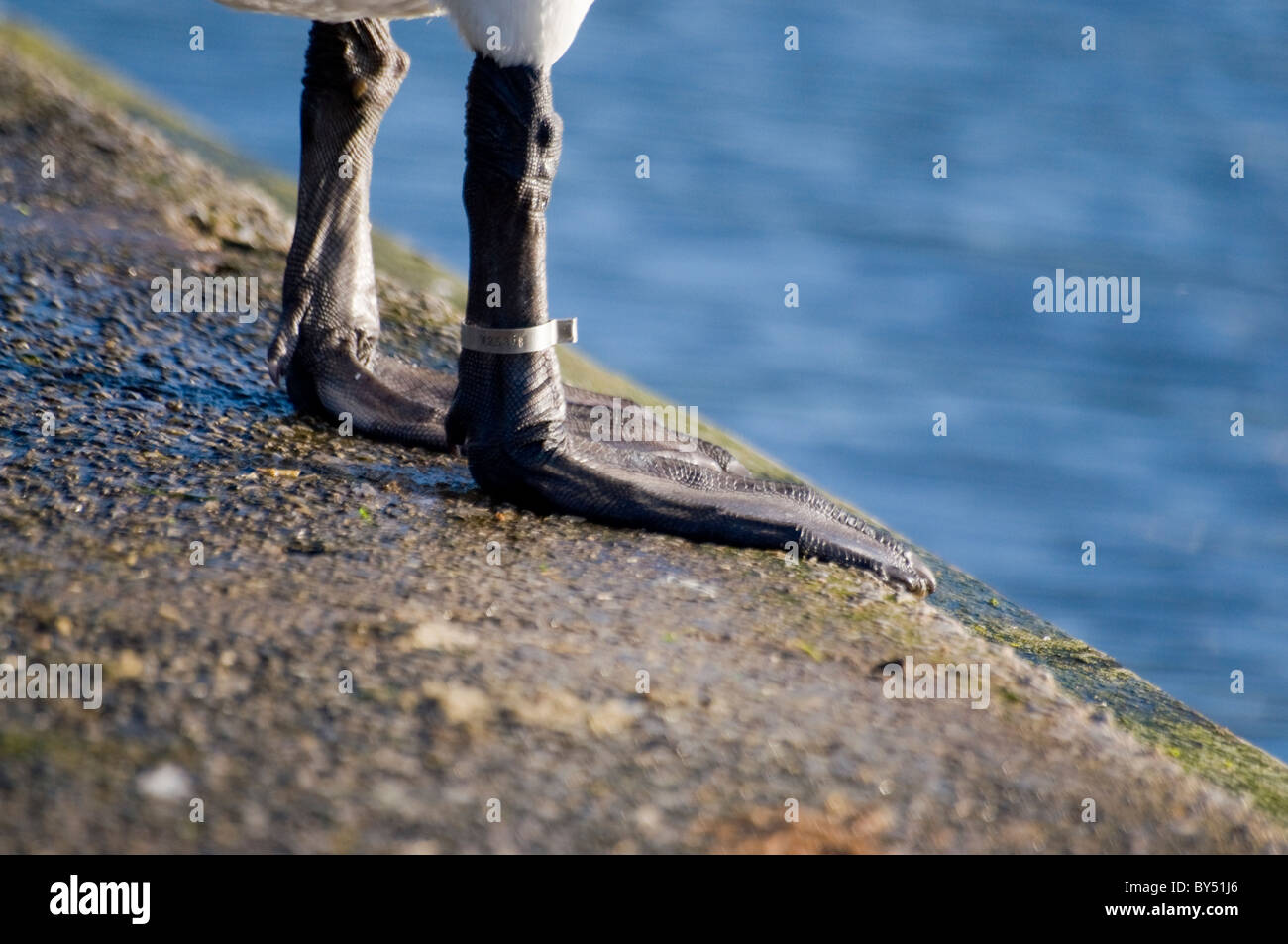 Webbed feet swan hi-res stock photography and images - Alamy