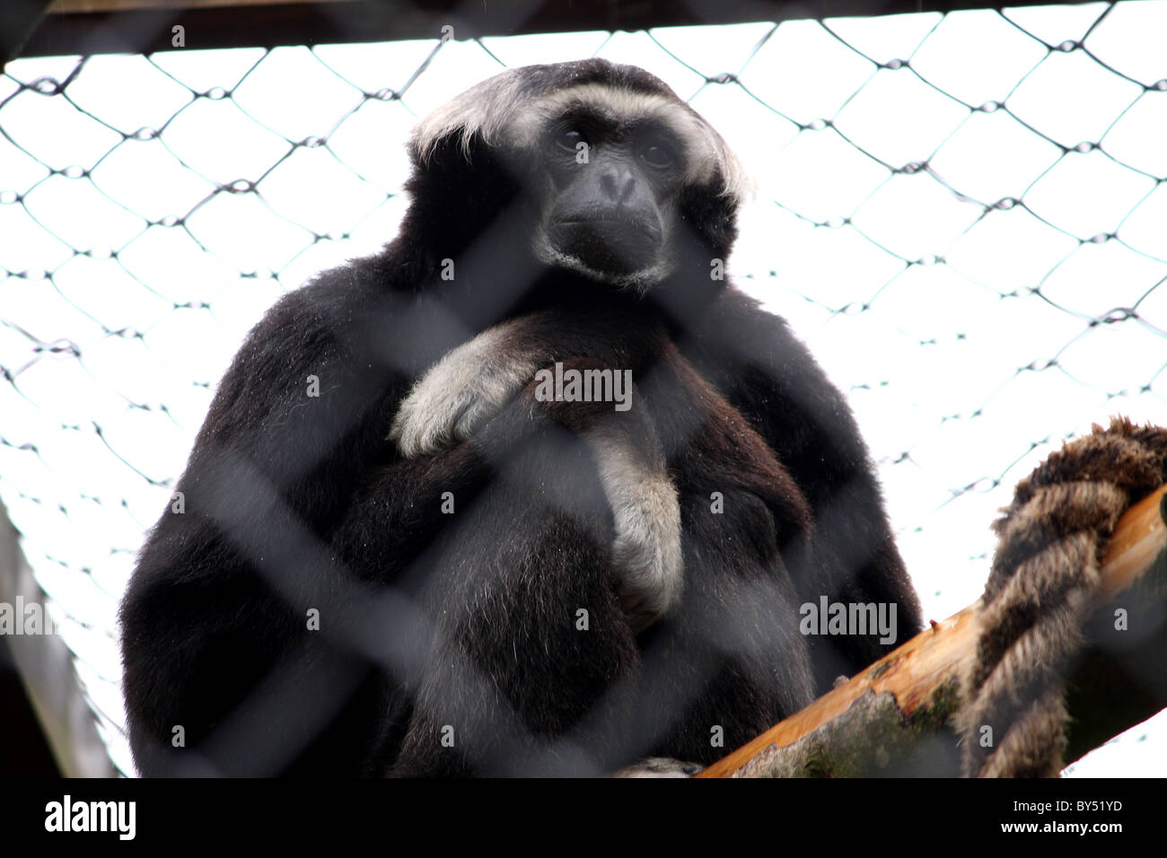Primate watching hi-res stock photography and images - Alamy